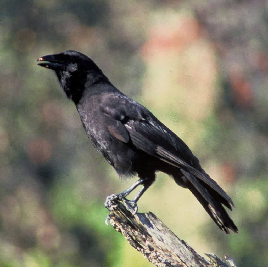 Something to Crow About: SMRT Sequencing Aids Conservation of Rare ...