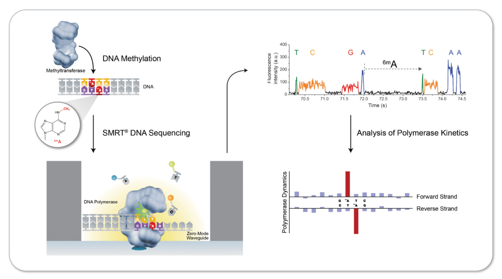 SMRT Sequencing: Epigenetics - PacBio SMRT Sequencing: Epigenetics - PacBio