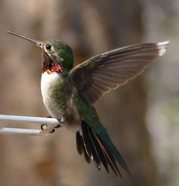 Hummingbird study uses Iso-Seq Method to hunt for metabolic function ...