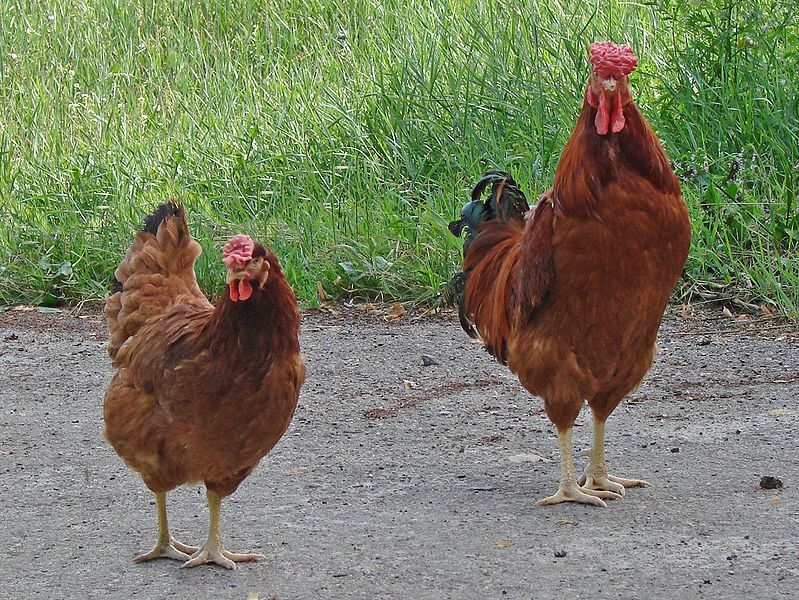 New Iso-Seq Chicken Analysis Finds Missing Genes and Transcript ...