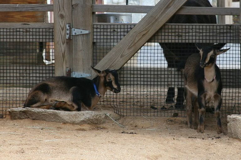 New Goat Genome Assembly Breaks Continuity Record, Expands Breeding ...
