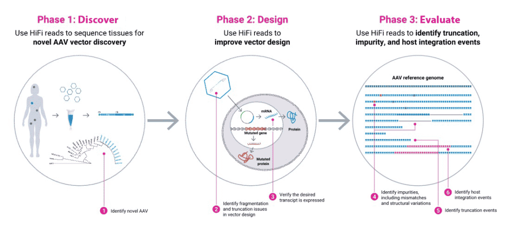 HiFi sequencing tools to help transform AAV-based gene therapy - PacBio