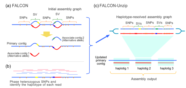 Direct Phased Genome Assembly Using Nighthawk on HiFi Reads - PacBio