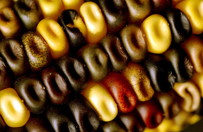 New Maize Reference Genome Will Support Crop Improvement Programs - PacBio
