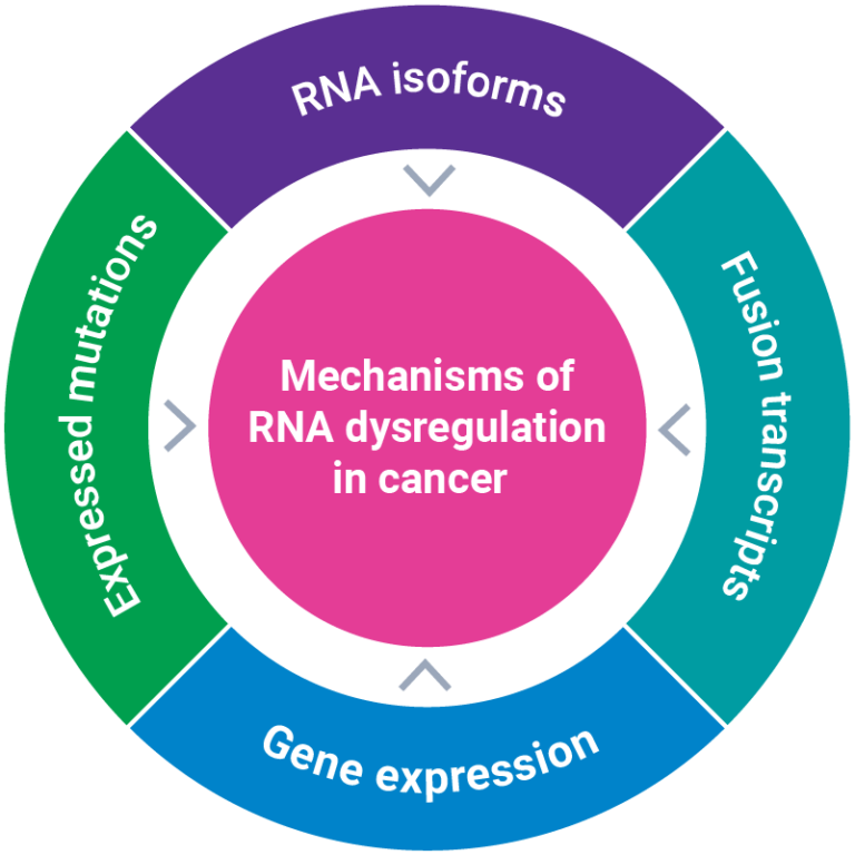 Beyond the Bench: Advancing cancer transcriptomics with HiFi long-read ...