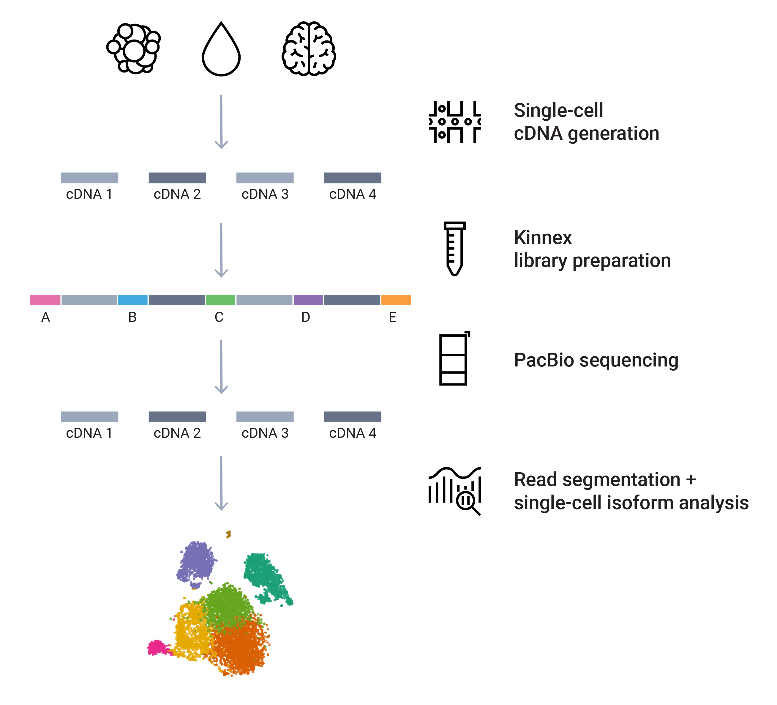 Single-cell RNA sequencing - PacBio Single-cell RNA sequencing - PacBio