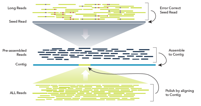 Whole Genome Sequencing - Analysis Applications - PacBio