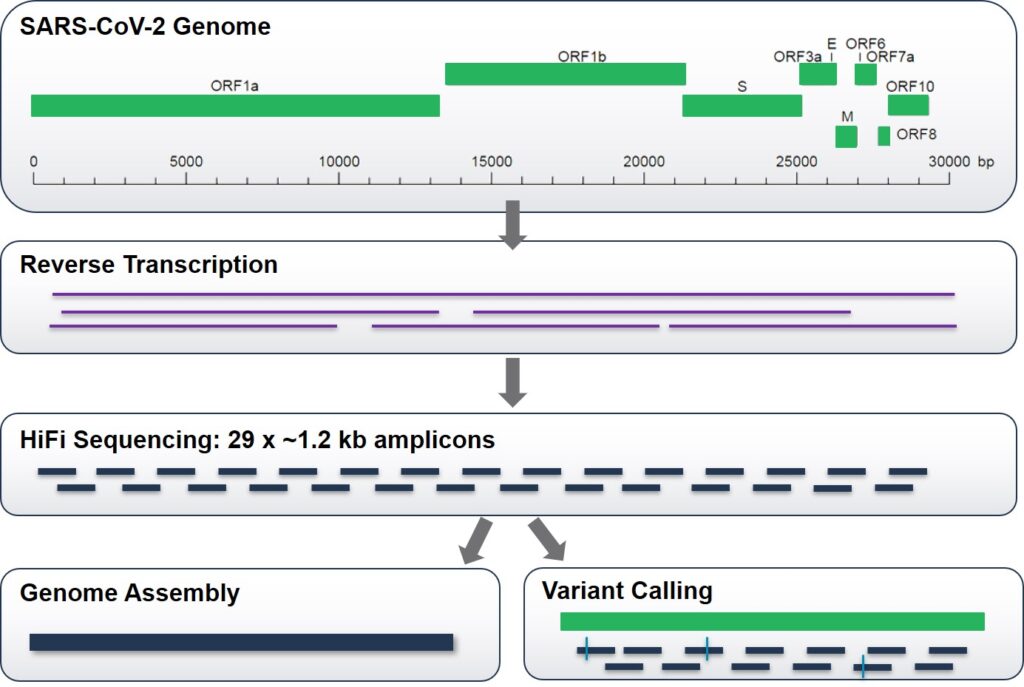Coronavirus Sequencing | SARS-CoV-2 (Covid-19) Surveillance | PacBio