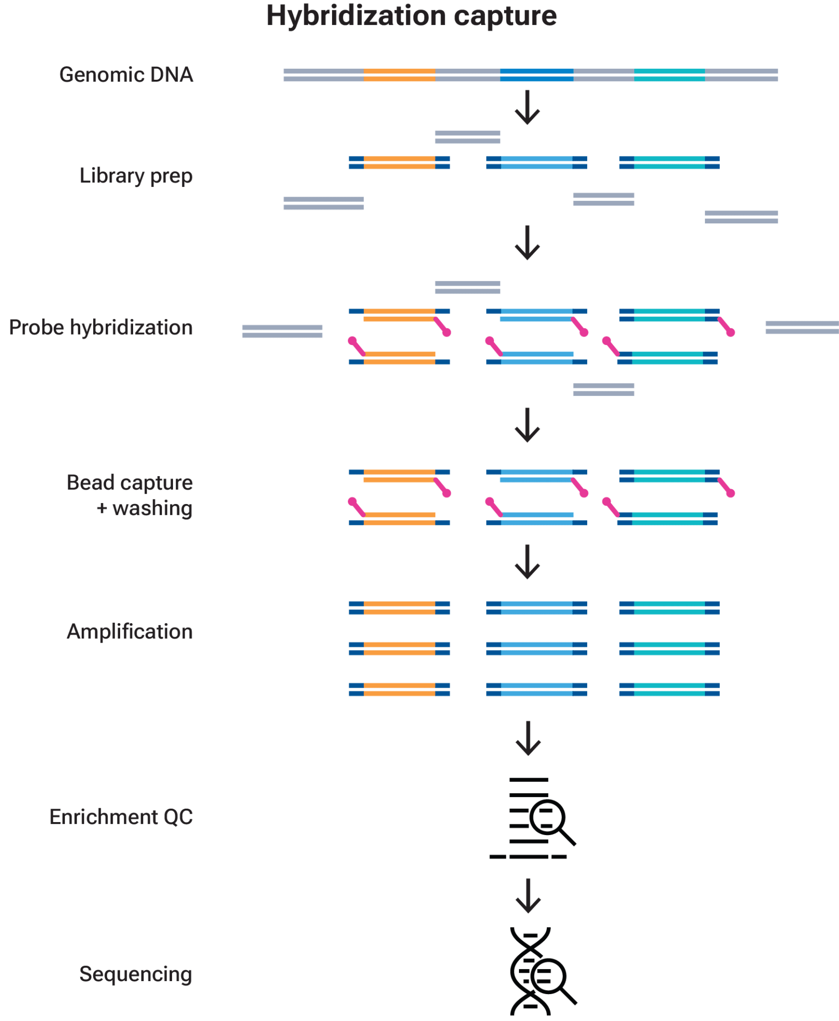 Gaining deeper insight with targeted sequencing - PacBio
