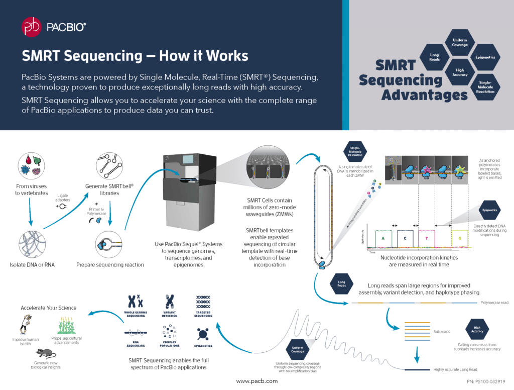 Infographic_SMRT Sequencing - How it Works - PacBio