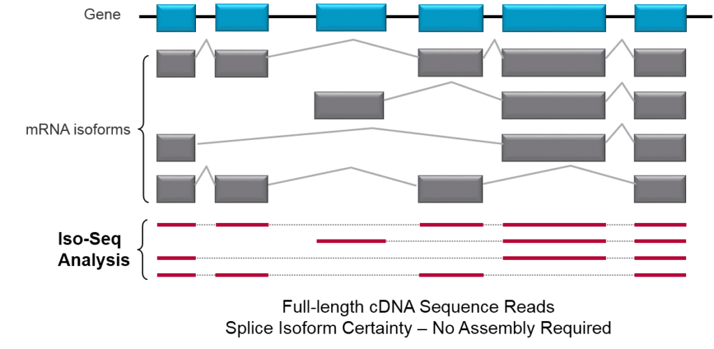RNA Sequencing - PacBio