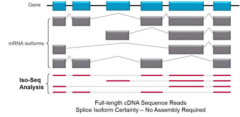 RNA Sequencing - PacBio