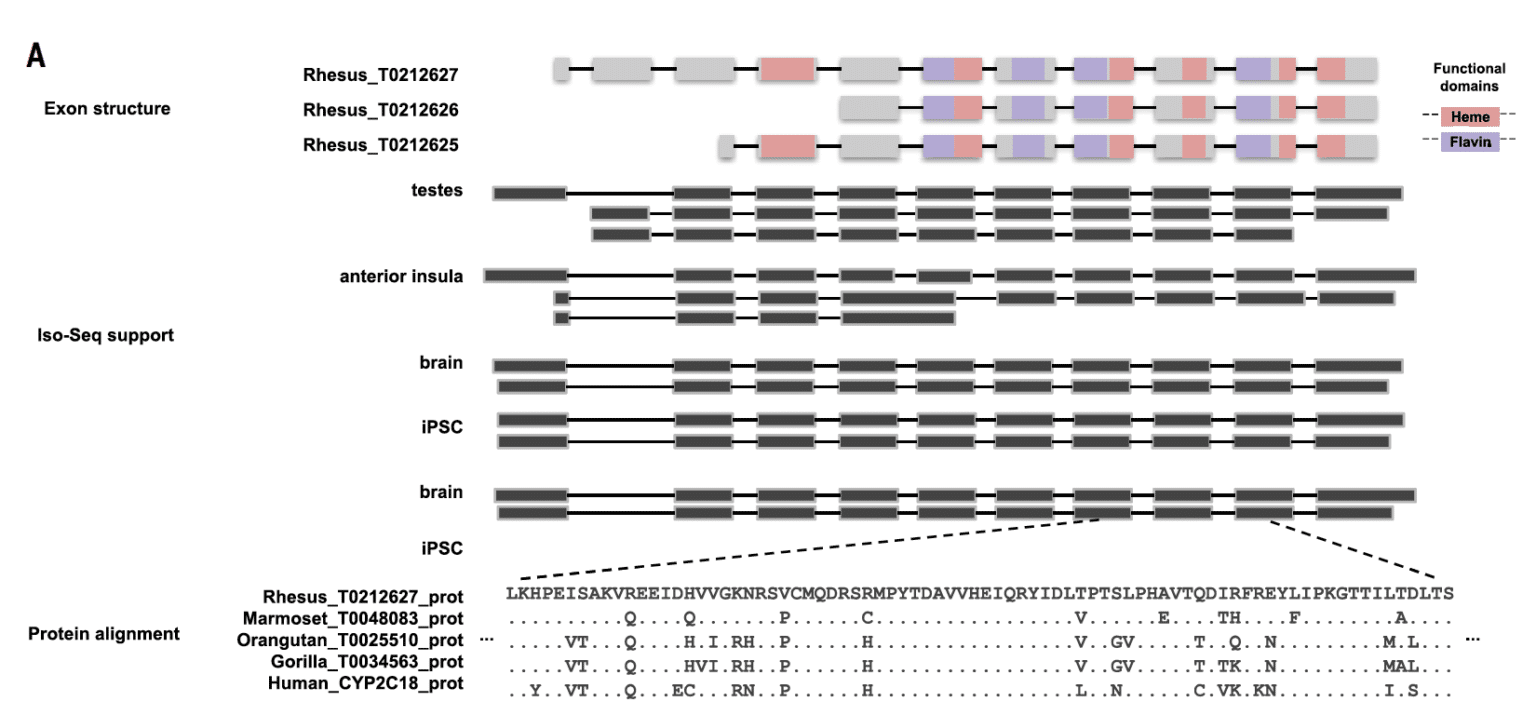 New Macaque Genome Provides a Big Boost for Biomedical Research - PacBio