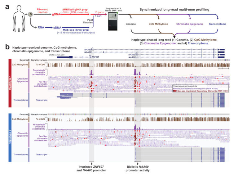 Into the multiome: Four high-quality ‘omes from a single Revio SMRT ...