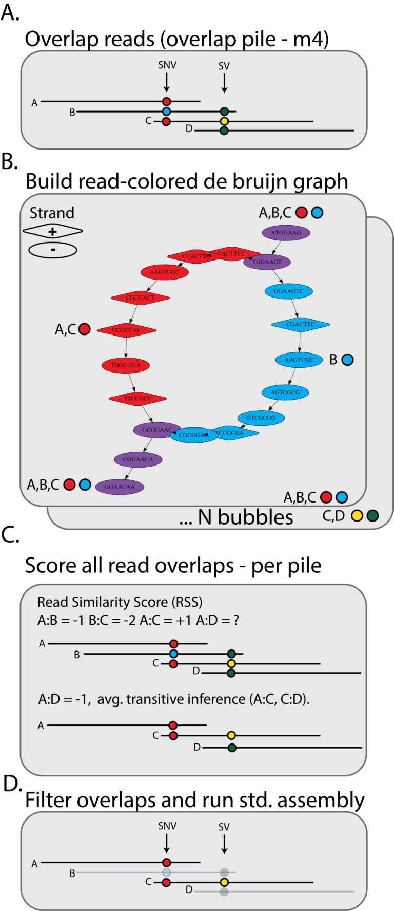 Direct Phased Genome Assembly Using Nighthawk on HiFi Reads - PacBio