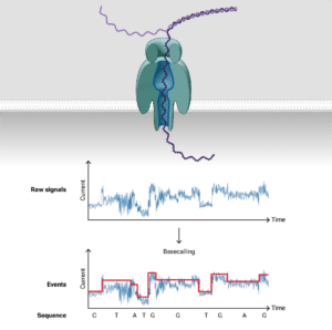 Sequencing 101: Comparing long-read sequencing technologies - PacBio
