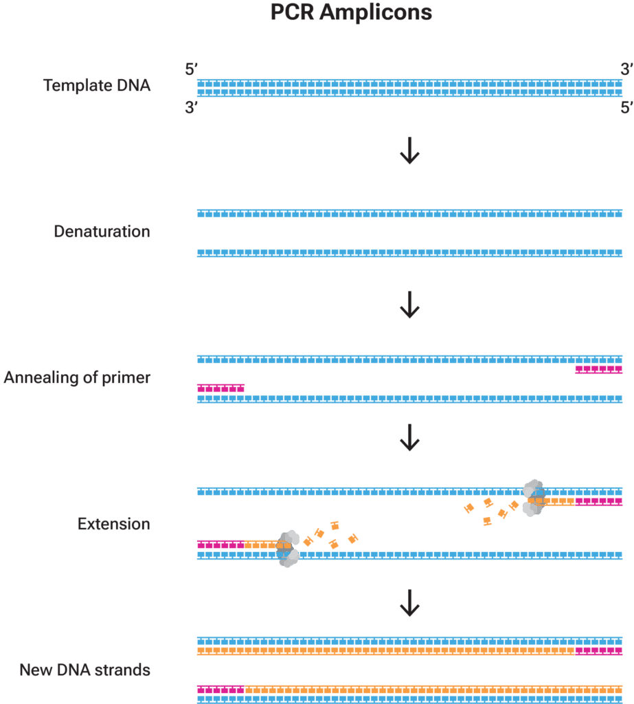 Gaining deeper insight with targeted sequencing - PacBio