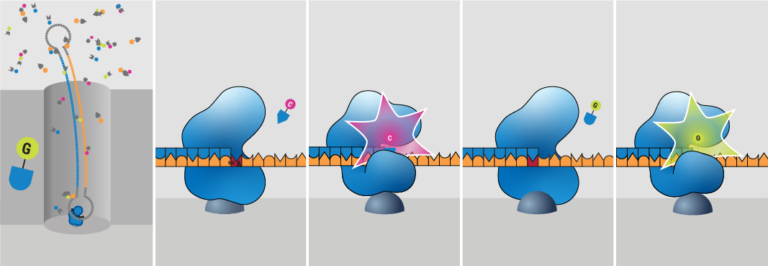 Sequencing 101: Comparing long-read sequencing technologies - PacBio