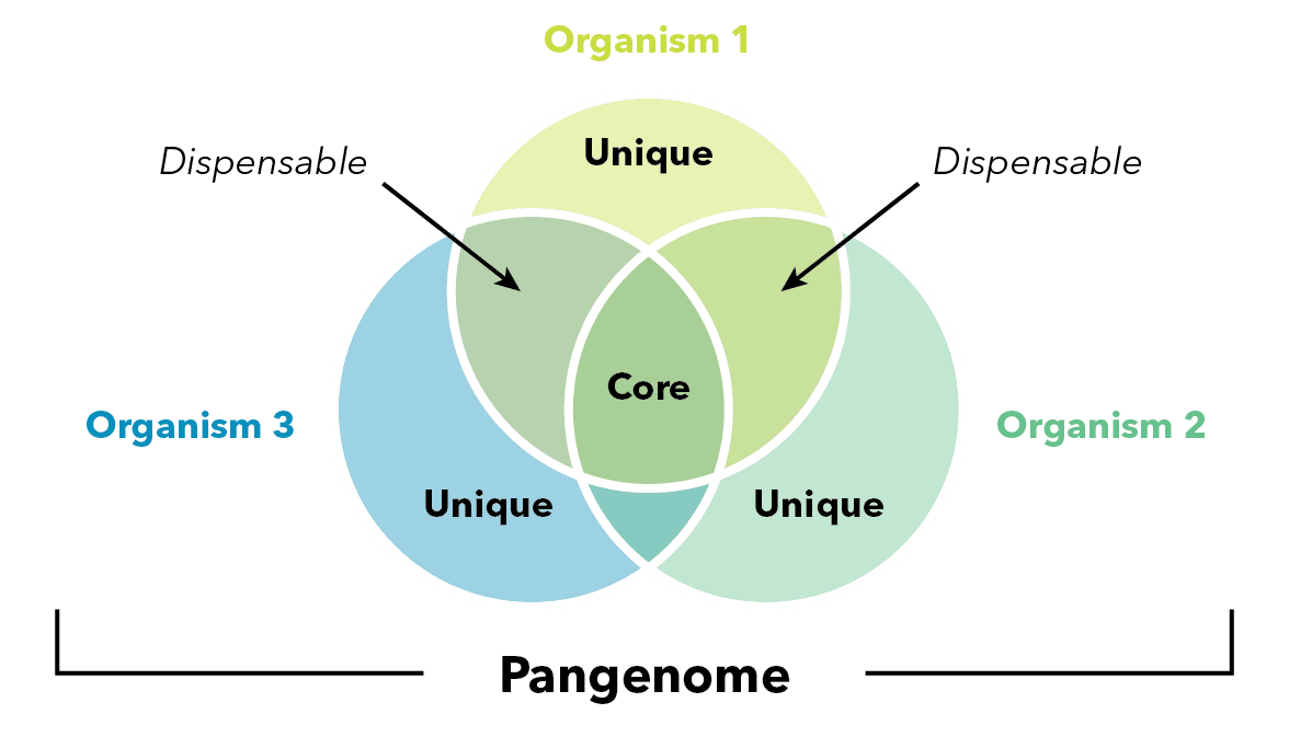 Sequencing 101: Looking Beyond the Single Reference Genome to a ...