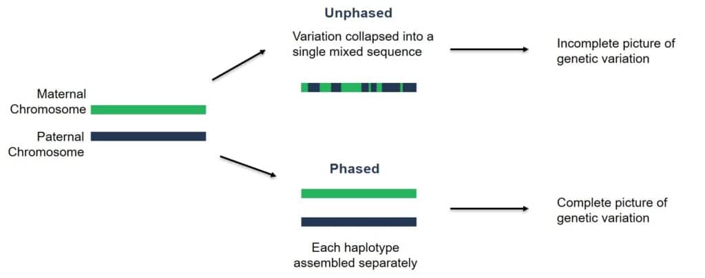 Sequencing 101: ploidy, haplotypes, and phasing — how to get more from ...