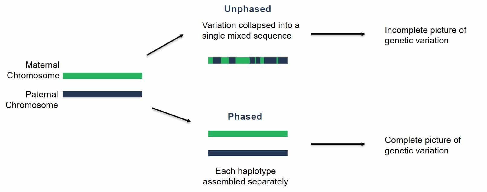 Sequencing 101: ploidy, haplotypes, and phasing — how to get more from ... Sequencing 101: ploidy, haplotypes, and phasing — how to get more from ...