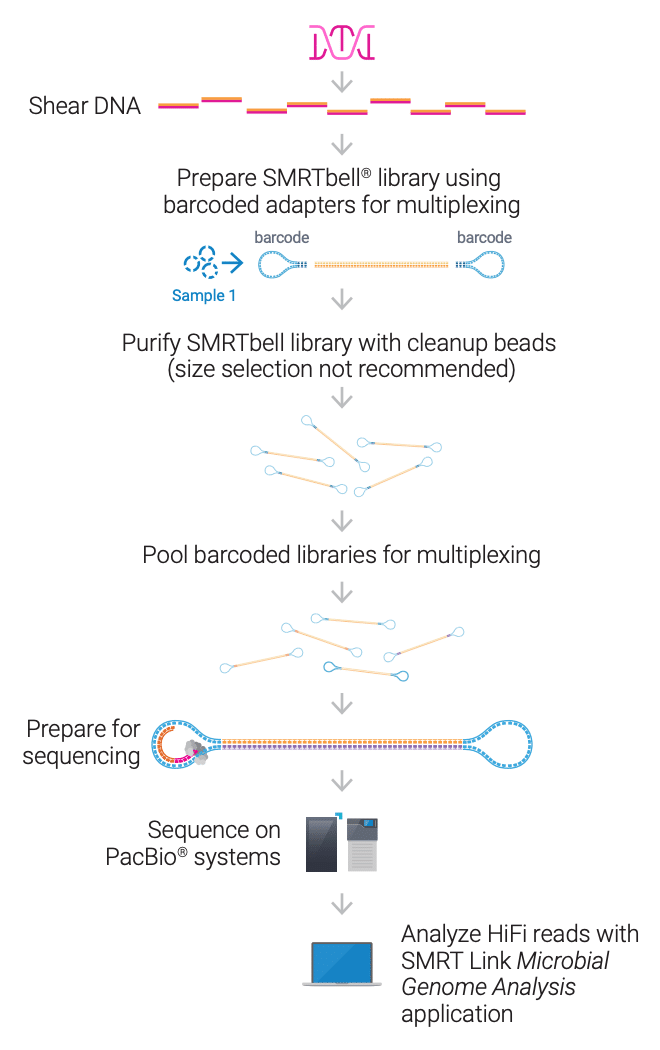 Faster and more affordable sequencing with the HiFi microbial high-throughput workflow - PacBio