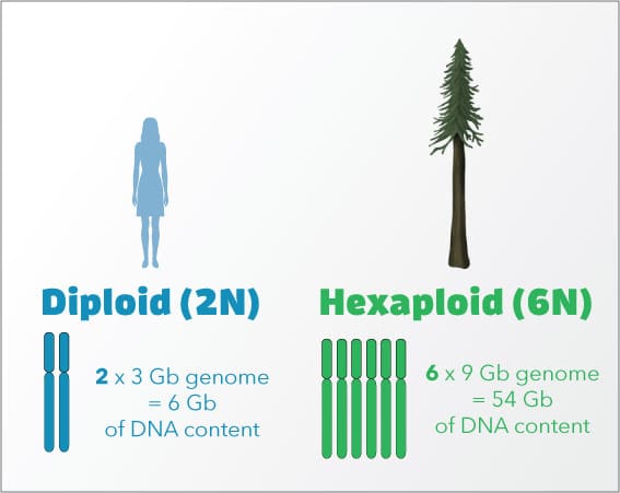 Sequencing 101: ploidy, haplotypes, and phasing — how to get more from ... Sequencing 101: ploidy, haplotypes, and phasing — how to get more from ...