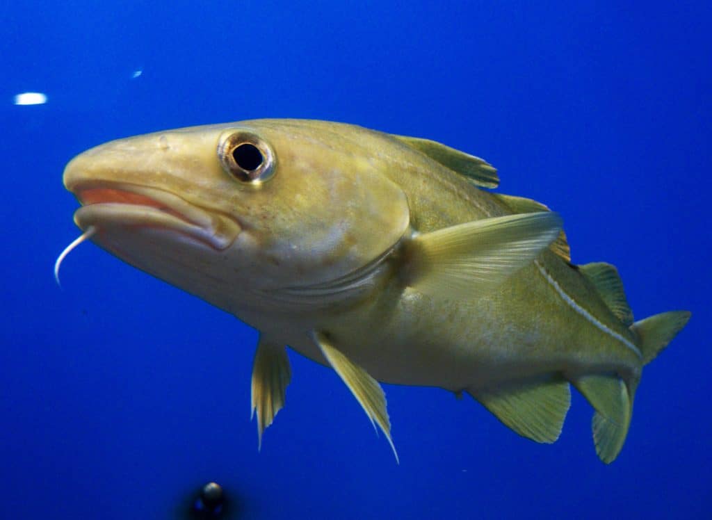 Codfish Study Employs Target Capture and SMRT Sequencing to Explore ...