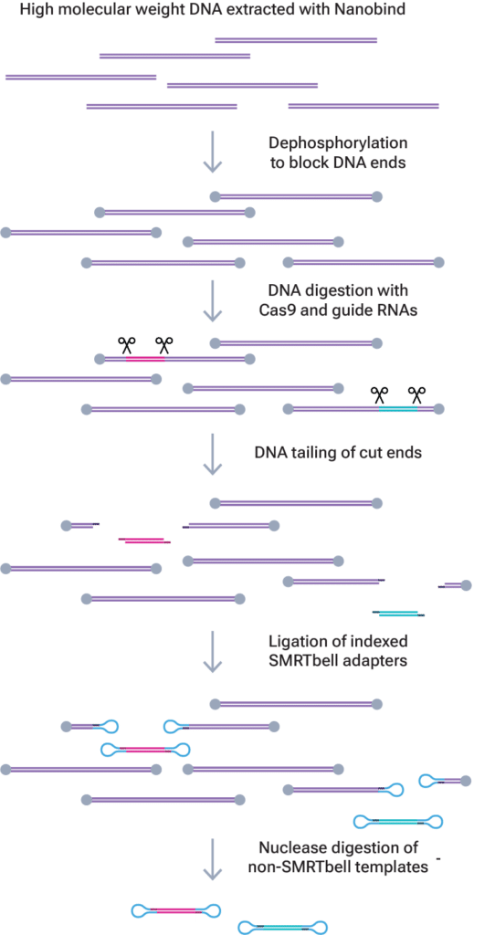 Gaining deeper insight with targeted sequencing - PacBio