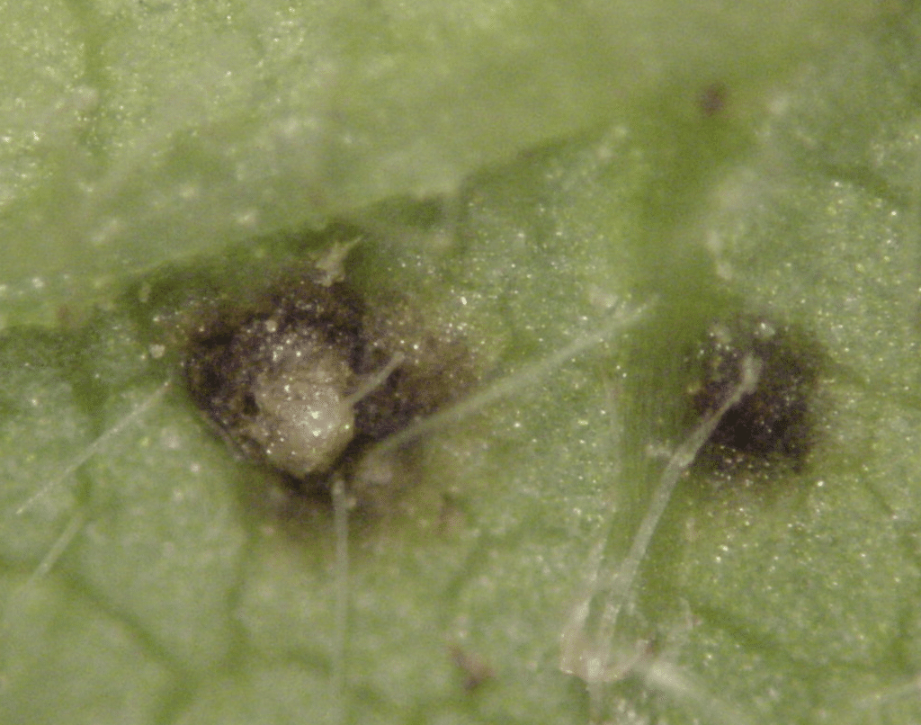 A TAL Tale: PacBio Sequencing Helps Unravel Mechanisms of Plant ...