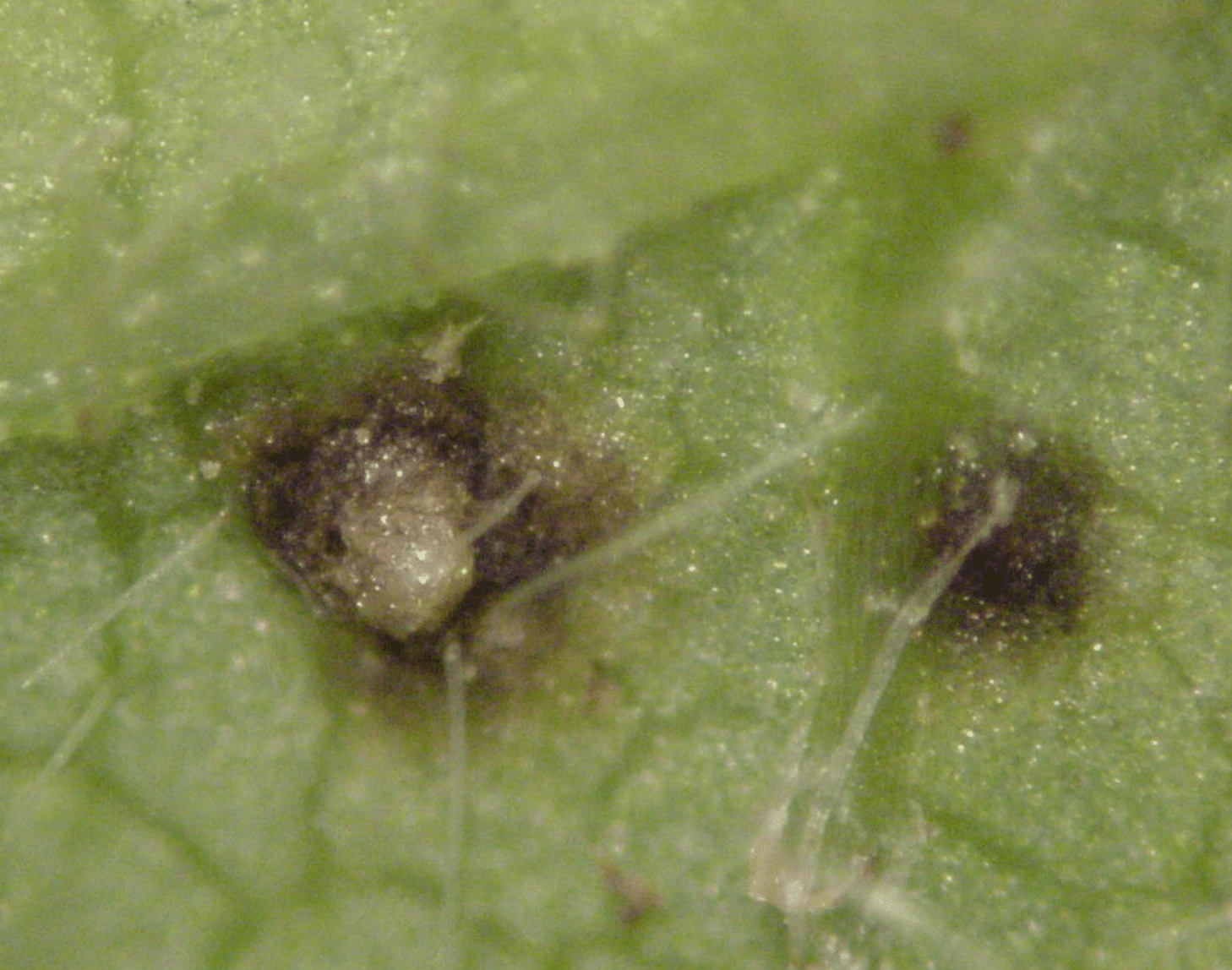 A TAL Tale: PacBio Sequencing Helps Unravel Mechanisms of Plant ...