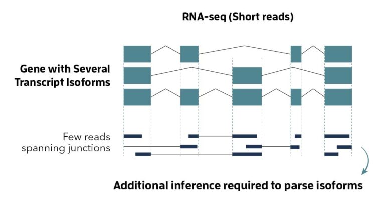 Sequencing 101: What's the Value of Sequencing Full-length RNA Transcripts? - PacBio
