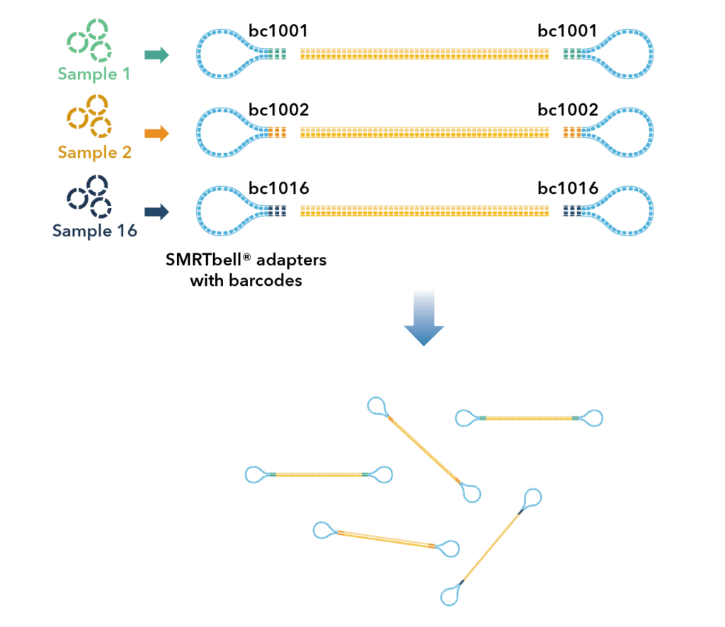 SMRTbell adaptors with bar codes - PacBio