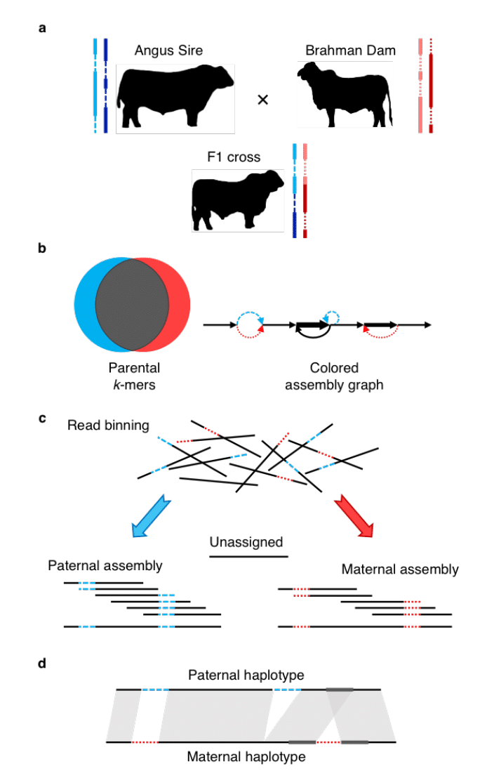 New Cattle Genome Overcomes Challenges Of Haplotype Assembly Pacbio