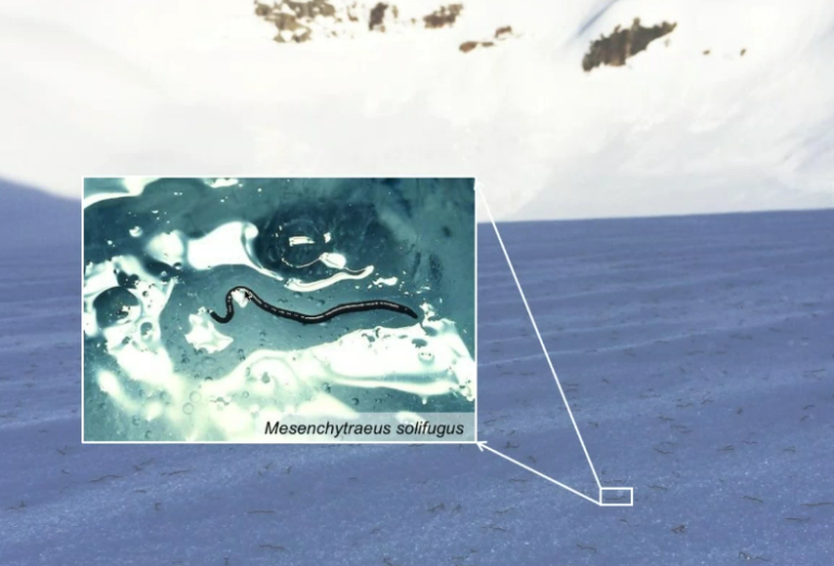 Sequencing at the Extremes: Low DNA Input Workflow Enables Study of ...