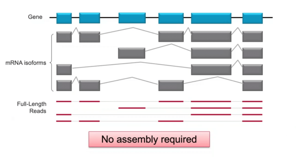 Webinar Summary: Need accurate isoform-level characterization? Iso-Seq is the answer - PacBio