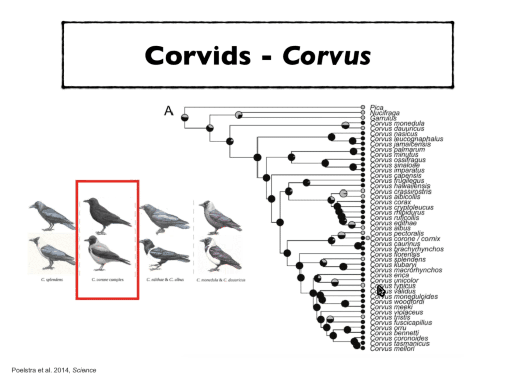 Webinar: Crops and Corvids get the Pangenome Treatment with HiFi ...