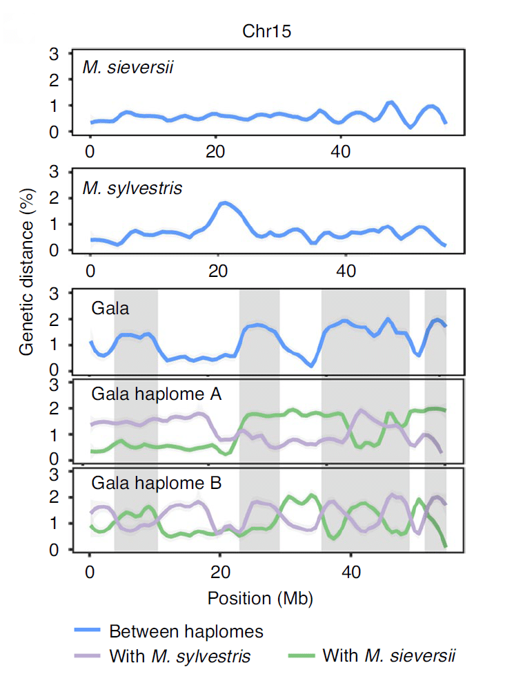 Sequencing 101: ploidy, haplotypes, and phasing — how to get more from ... Sequencing 101: ploidy, haplotypes, and phasing — how to get more from ...