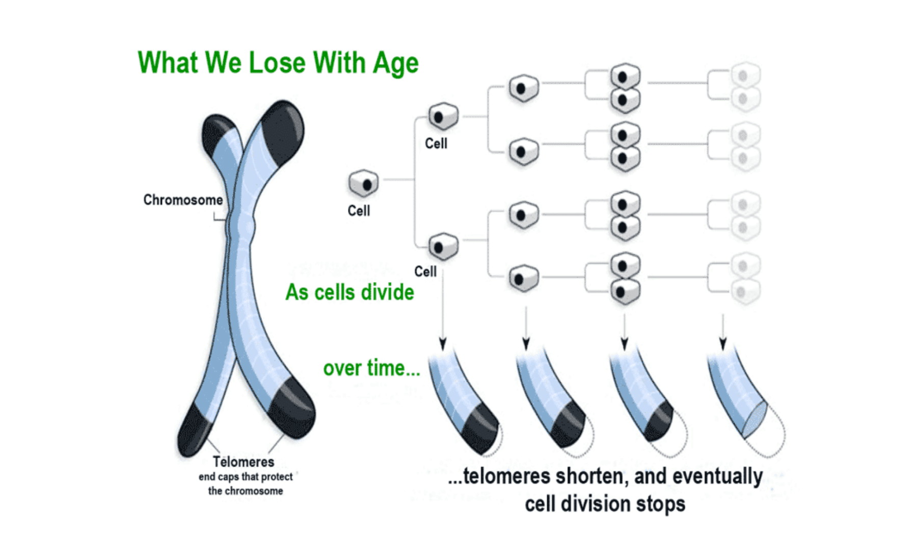 Nice to See You, Telomere: Scientists Use SMRT Sequencing for ...