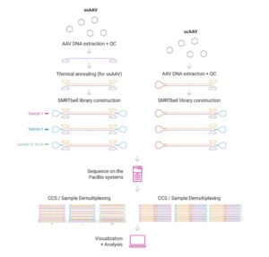 PacBio高保真测序工具帮助转变AAV基因治疗 - 生物通