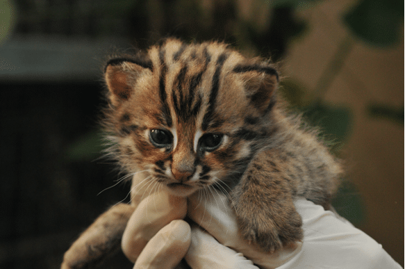 Copy Cats: Improved Cat Genomes Highlight Remarkable Similarities ...