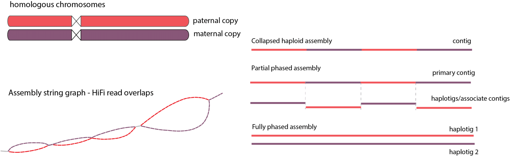 Direct Phased Genome Assembly Using Nighthawk on HiFi Reads - PacBio