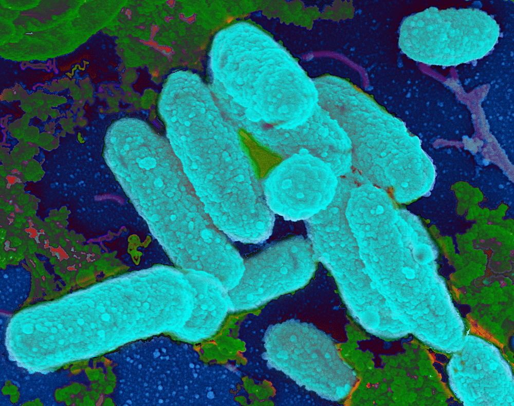 New Resource for Microbiologists: Collection of 3,000 Bacteria Genomes ...