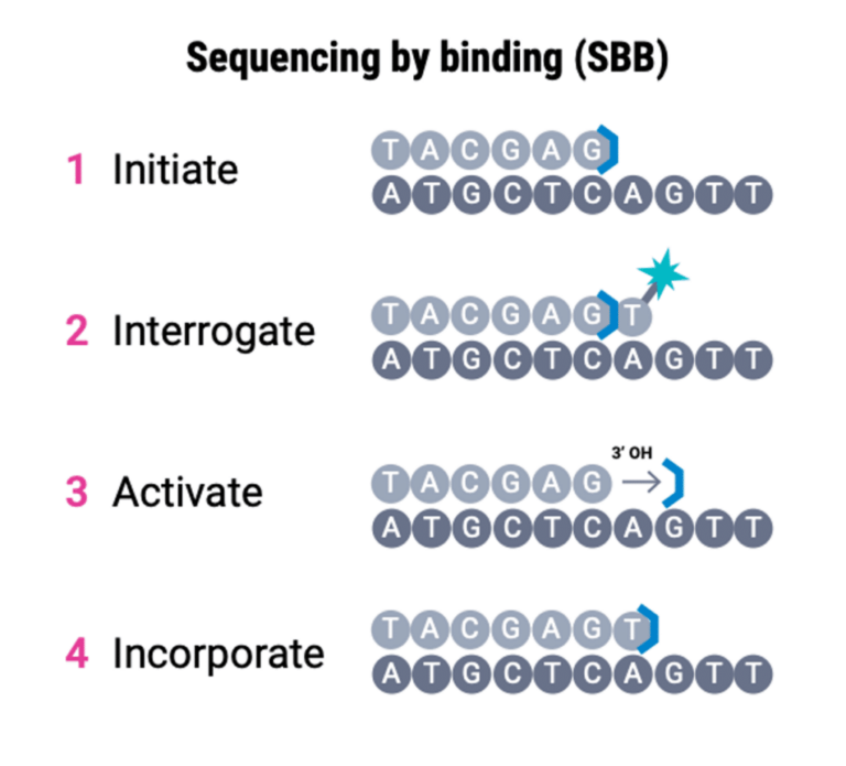 Sequencing 101: SBB sequencing - PacBio