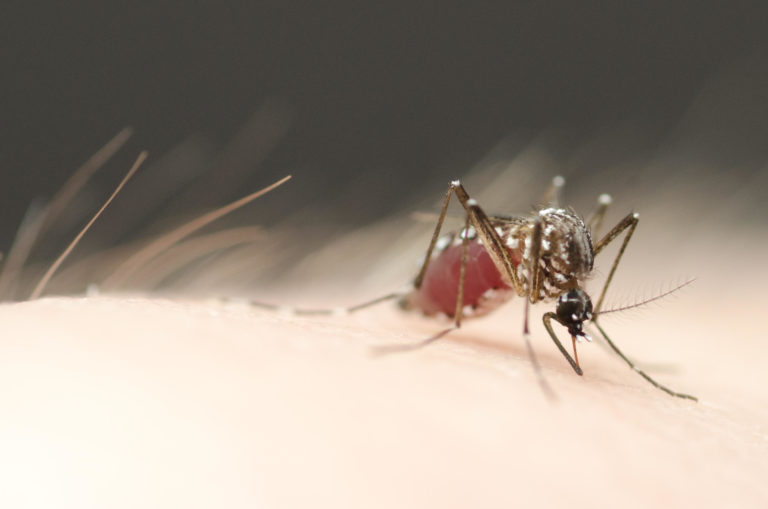 An Interview with Leslie Vosshall: Buzzing About the New Mosquito ...
