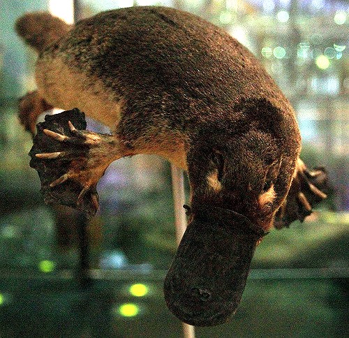 Building a Digital Genome Ark: Vertebrate Genome Project Releases 15 ...