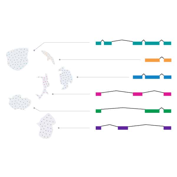 The HiFi difference – a better cell atlas with full-length isoform ...