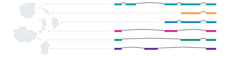 The HiFi difference – a better cell atlas with full-length isoform sequencing - PacBio